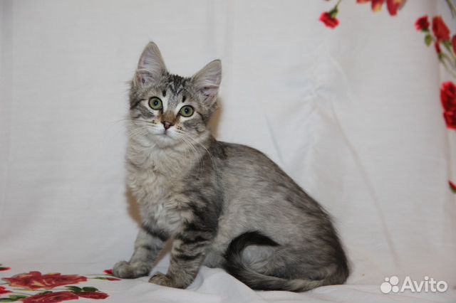 Котенок дымчато-пепельный (девочка)