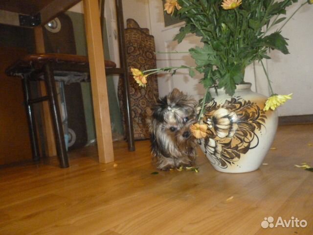 Йорк мини вязка,кобели опытные