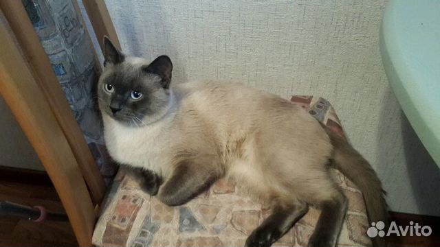 Тайский кот. Вязка