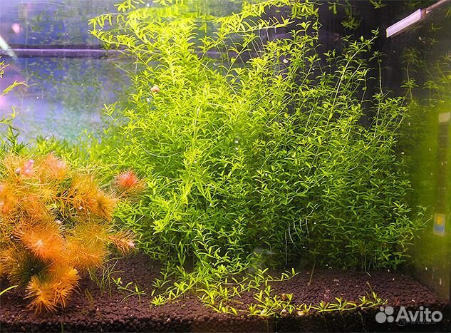 Аквариумные растения