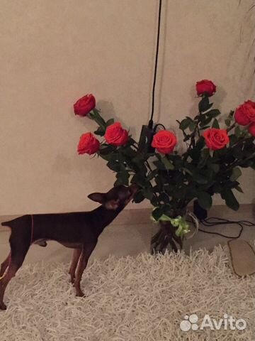 Вязка, мини тойчик