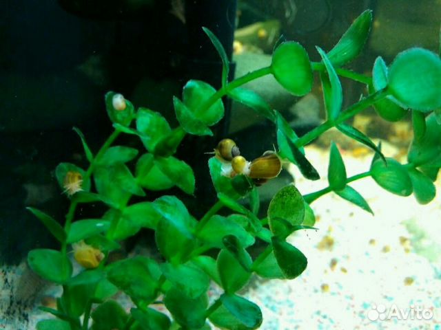 Аквариумные улитки ампулярии