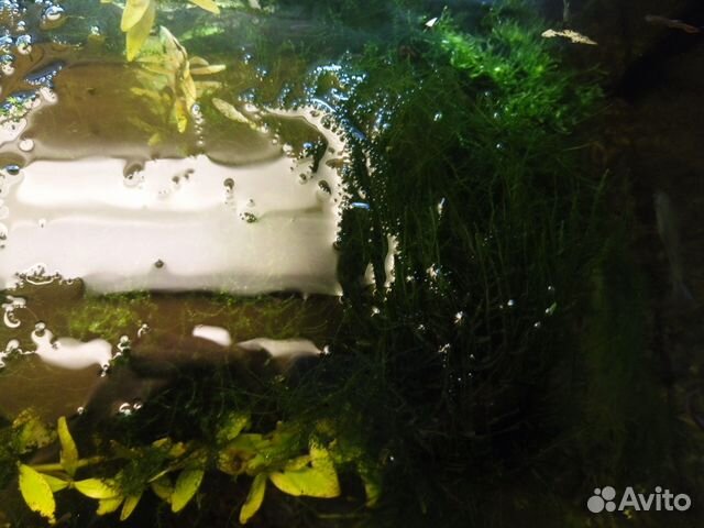 Яванский мох