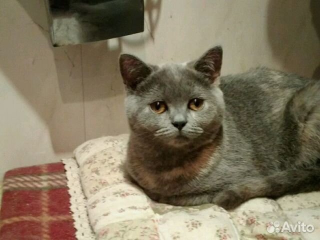 Клубные подрощенные котята
