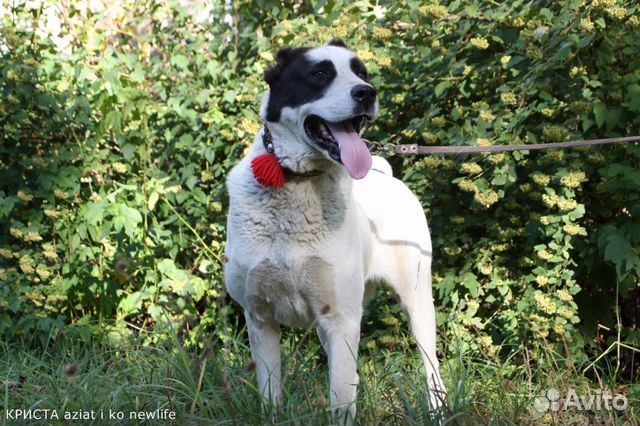 Криста - молодая алабаечка в дар