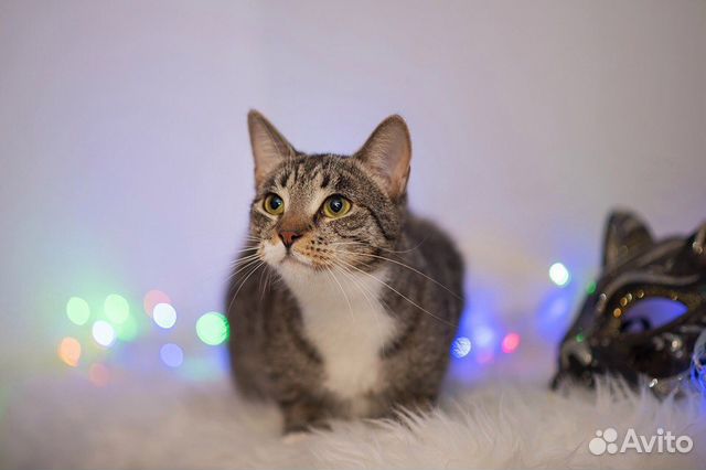 В дар добрым людям очаровательная киса Плюшка