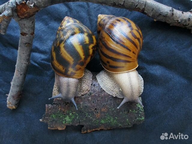 Улитки Ахатины Ахатины(тигры) альбино и стандарт ф
