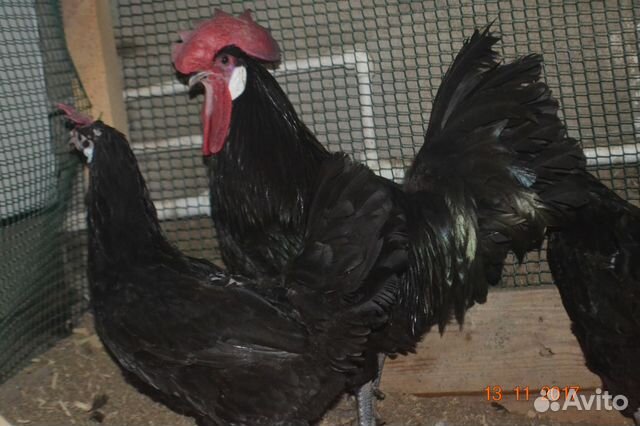 Молодые петушки породы Барбезье