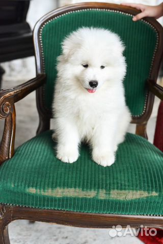 Щенки самоеда