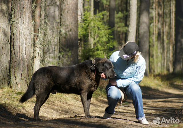 Крупный метис лабрадора, Барон ищет дом