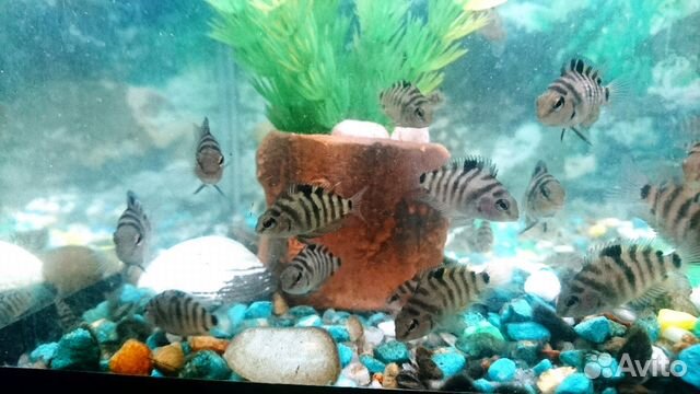 Цихлиды чернополосые