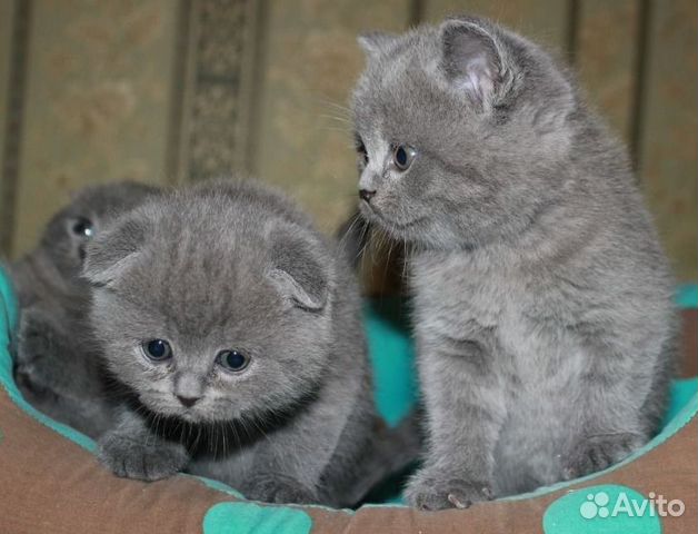 Очаровашки