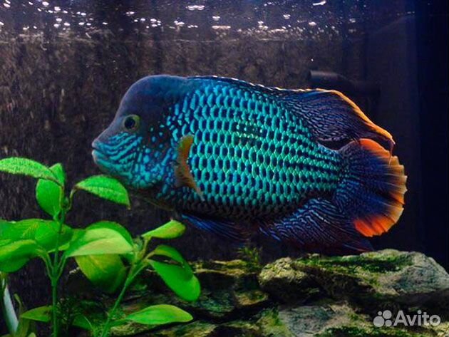 Аквариумные рыбки. Акара. Цихлиды