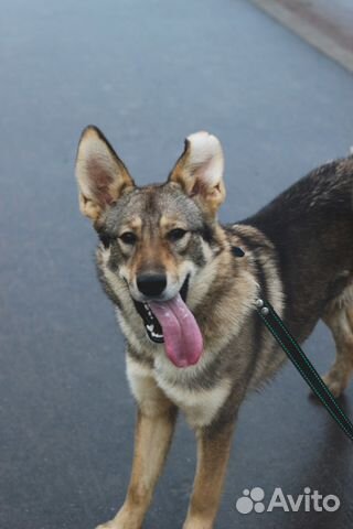 Супер собачка - молоденькая, добрая, веселая, 1год