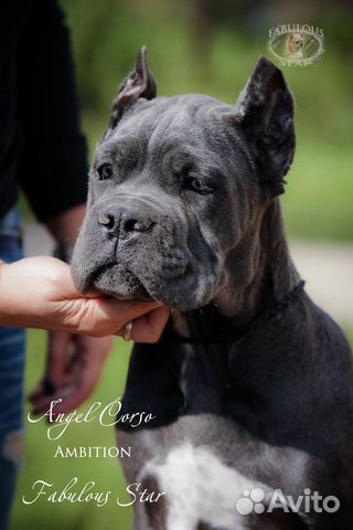 Ангел корсо - мощь, красота и грация