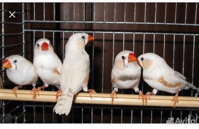 Зебровые Амадины