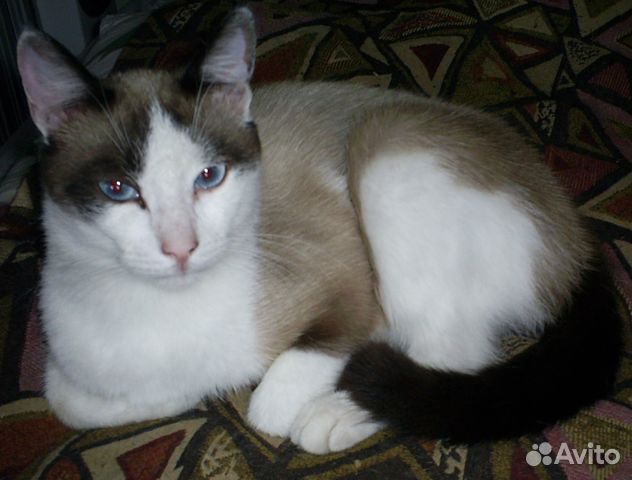 Котенька добрячок