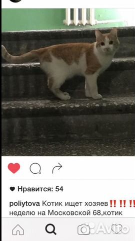 Отдам кота Томаса