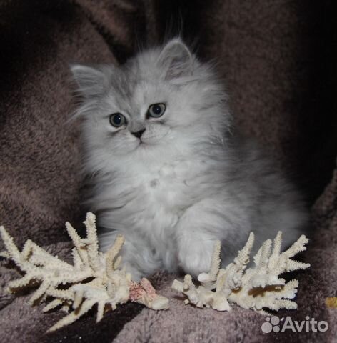 Серебристая шиншилла- классик. Котята