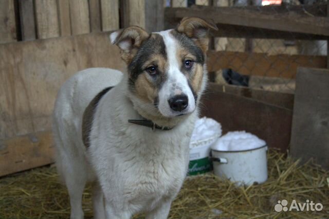 Умница и охранница Метис алабая