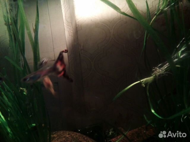 Рыбки гупики