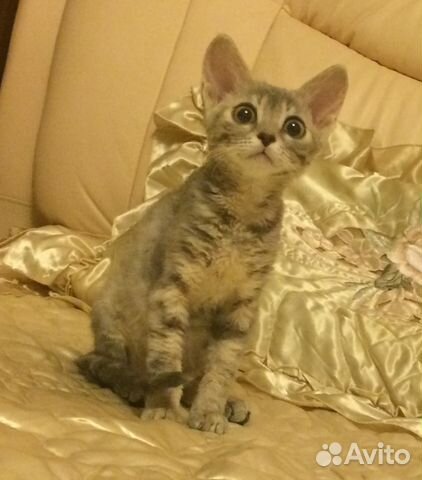 Впустите Счастье в дом) Голубая Дымка) Неаллерген