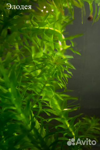 Аквариумные растения