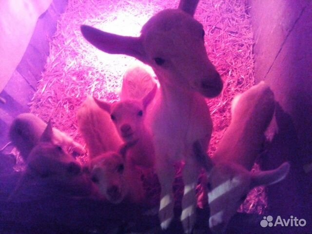 Продажа козлят