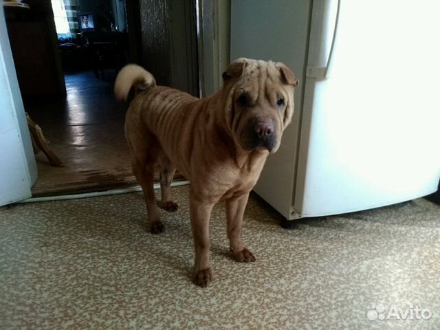 Отдадим Шарпея.девочка