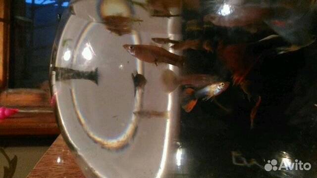 Продам рыбок гуппи