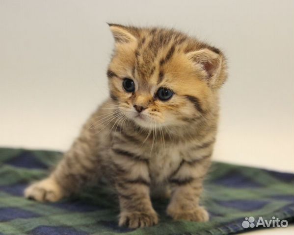 Британские тигры