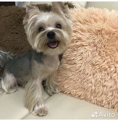 Йоркширский терьер ищем невесту