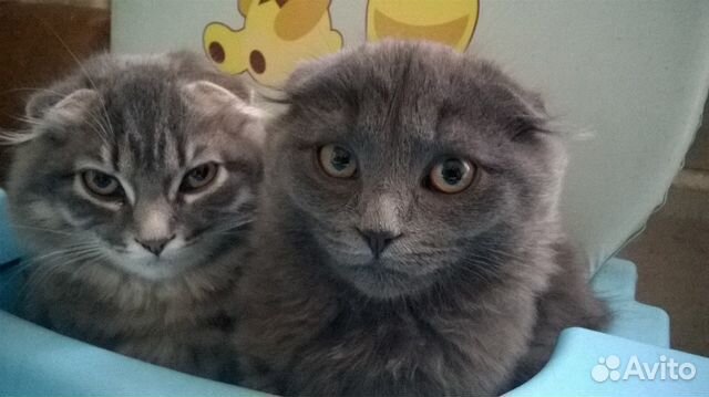 Шотландские вислоухие кошечки