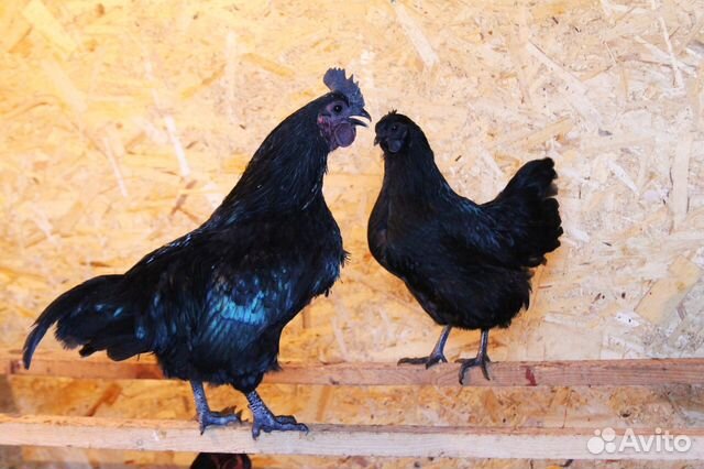 Ухейилюй семейка