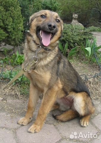 Собаку-улыбаку в дар