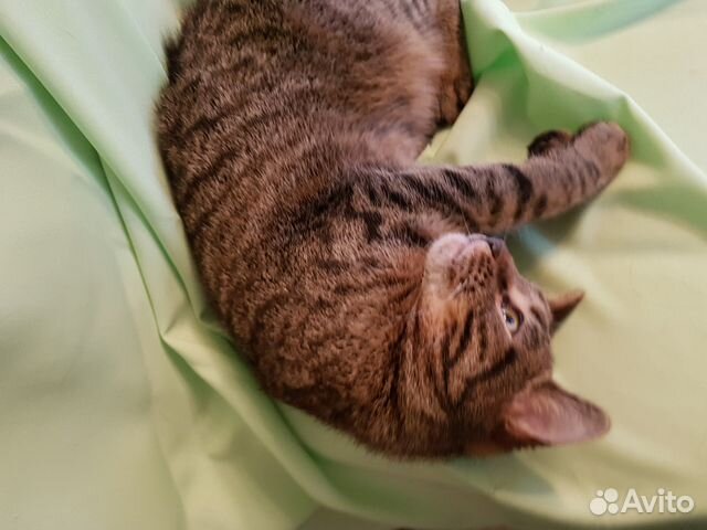 Обычный полосатый котик, тигрового окраса в добрые