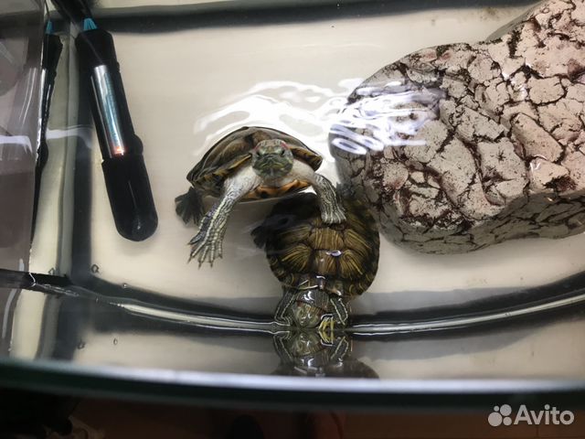 Красноухие черепашки пара бесплатно