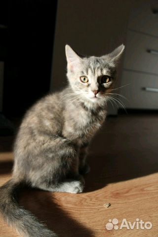 Симка - безлимитное мурчание для любящих хозяев