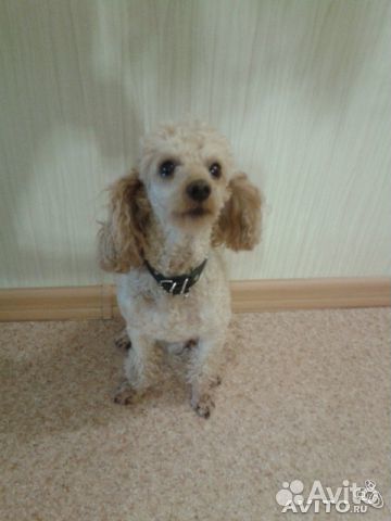 Мальчик для вязки