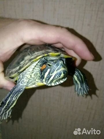 Черепахи + аквариум