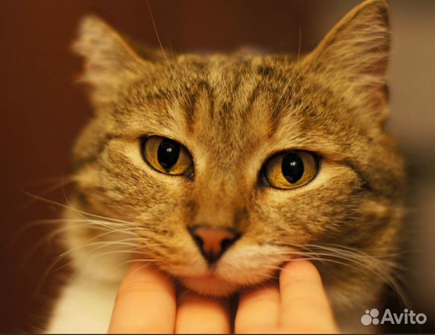 Настоящая питерская кошечка-полосатик Муся, стерил