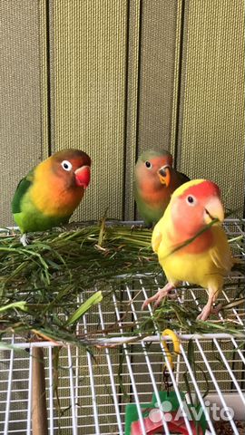 Попугай-неразлучник-красавчик