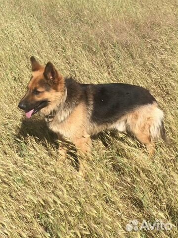 Щенки восточноевропейской овчарки