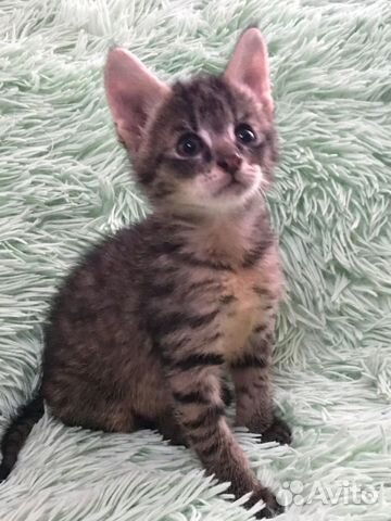 Котенок чаузи ф1 75 дикой крови