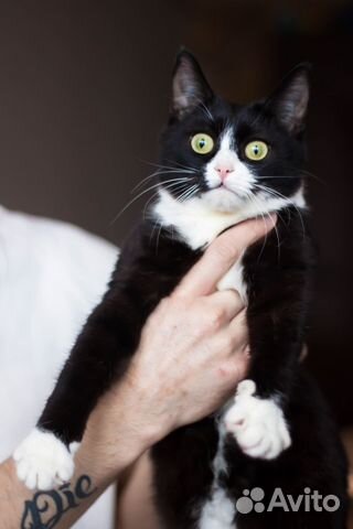 Смешная кошка Химера