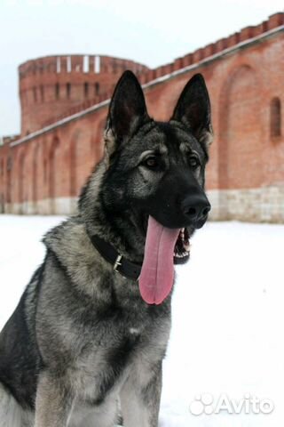 Подрощенные щенки вео