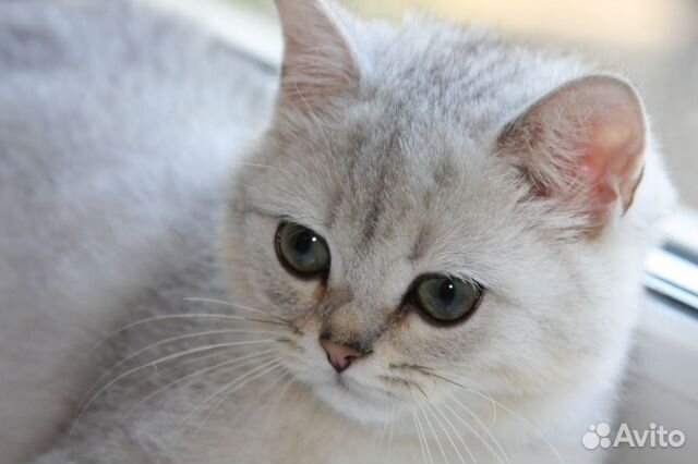 Кошка зеленоглазая окраса вискас ns 11