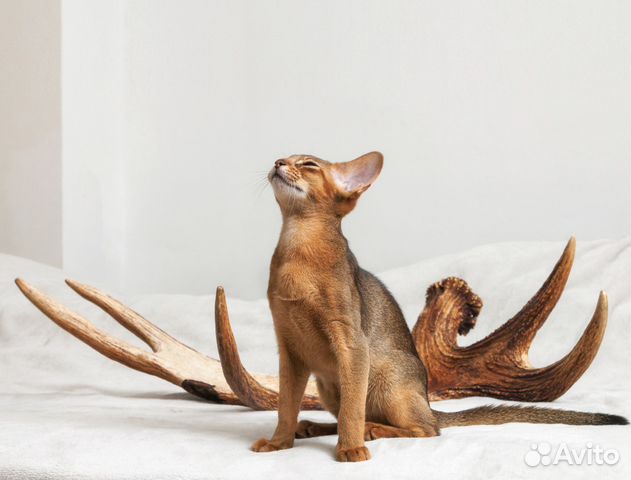 Дикие абиссинские котята из питомника в Перово