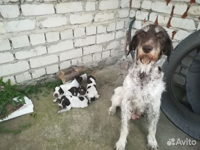 Продам щенков немецкого Дратхаара