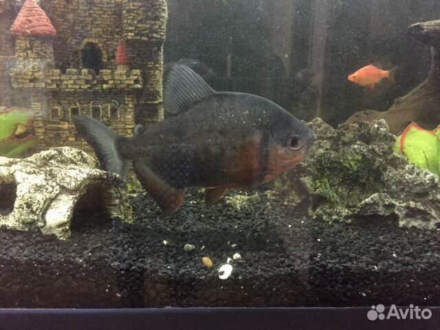 Красный паку